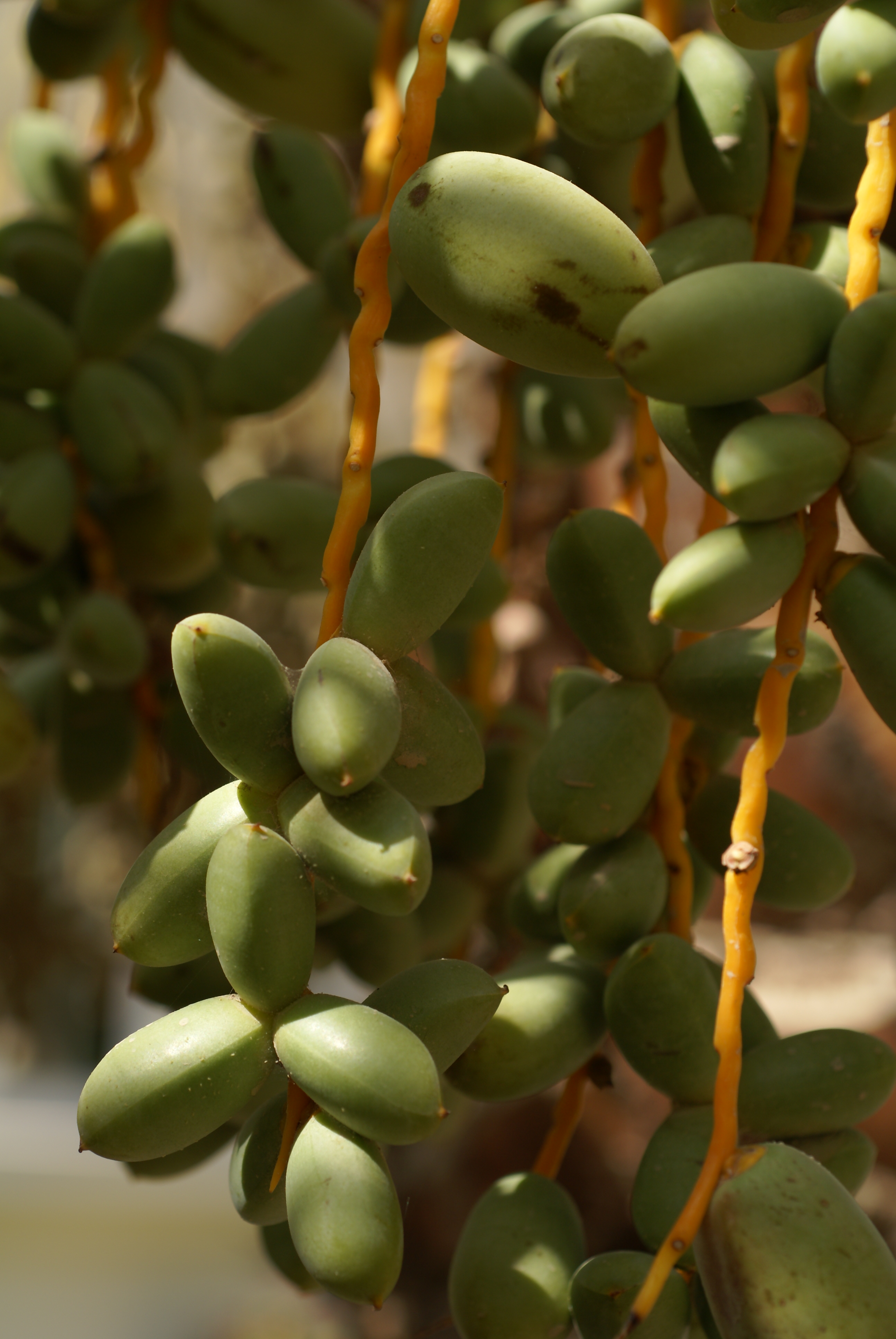 fresh dates from the palm tree – Food and Tools