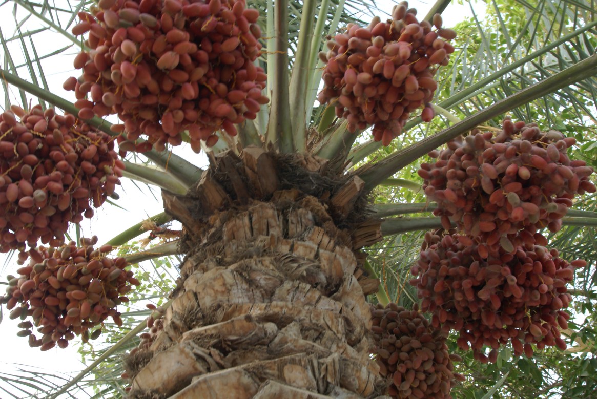 fresh dates from the palm tree – Food and Tools