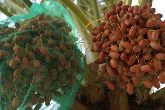 fresh dates from the palm tree – Food and Tools