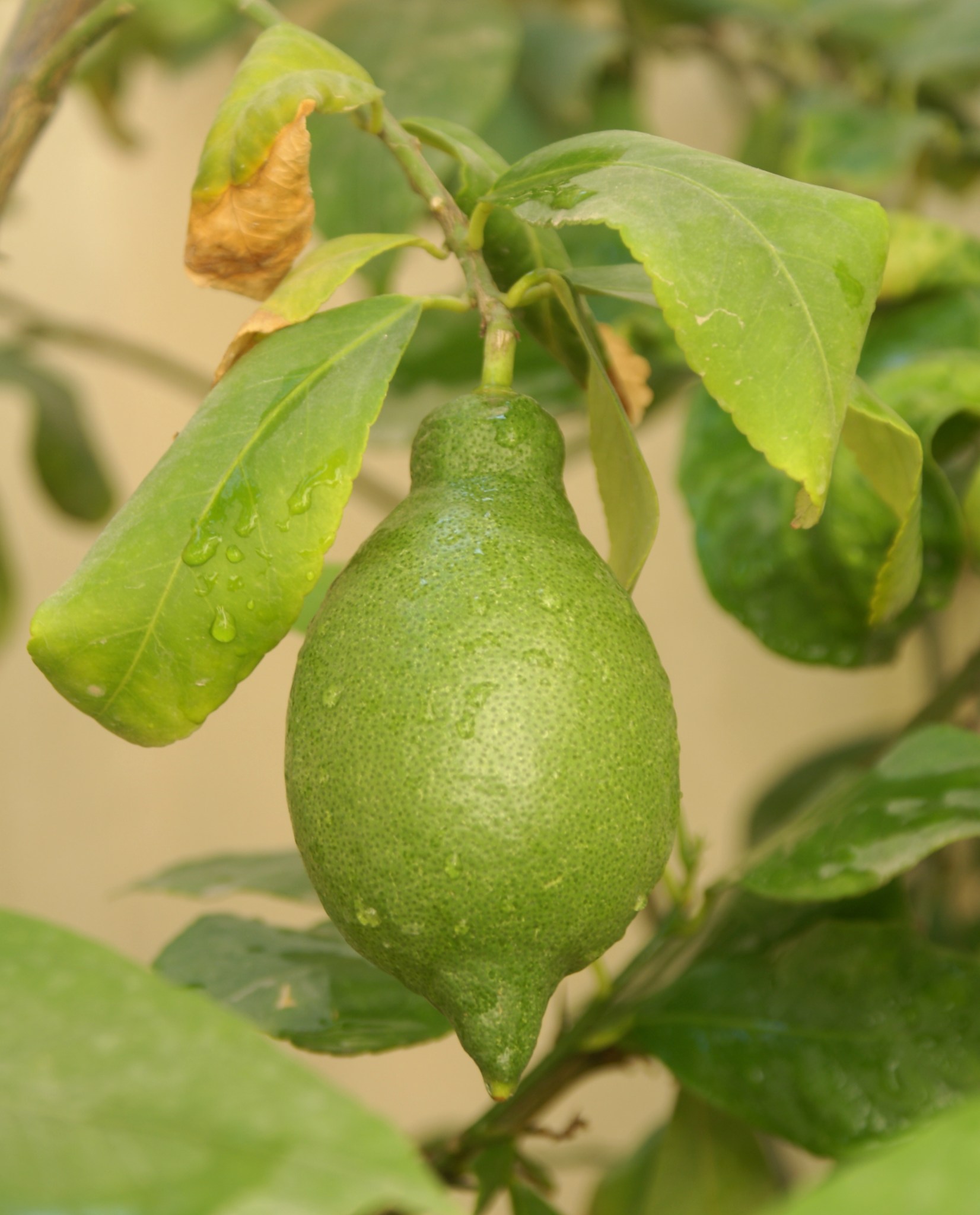 the lemon tree – Food and Tools