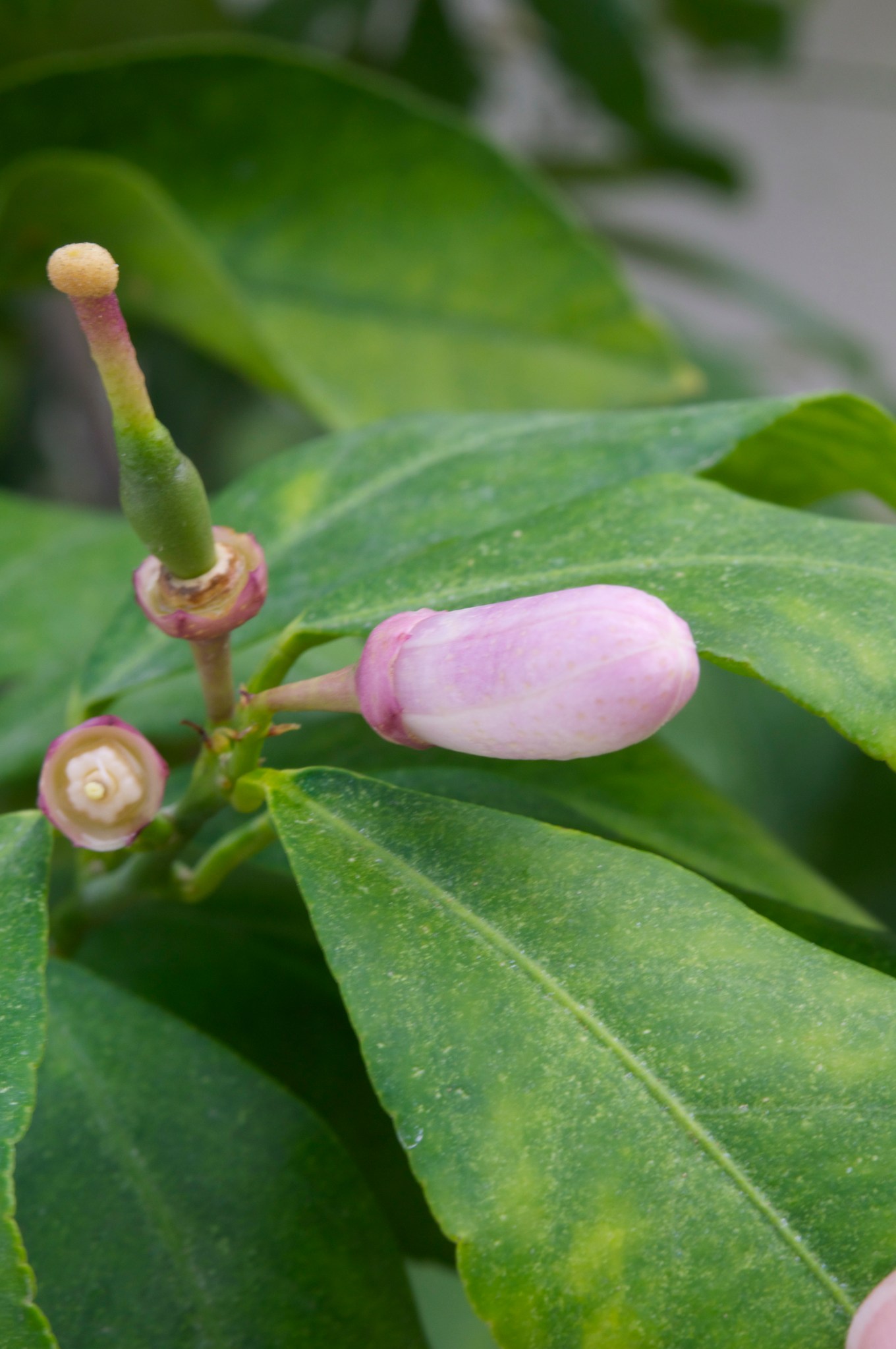 the lemon tree – Food and Tools