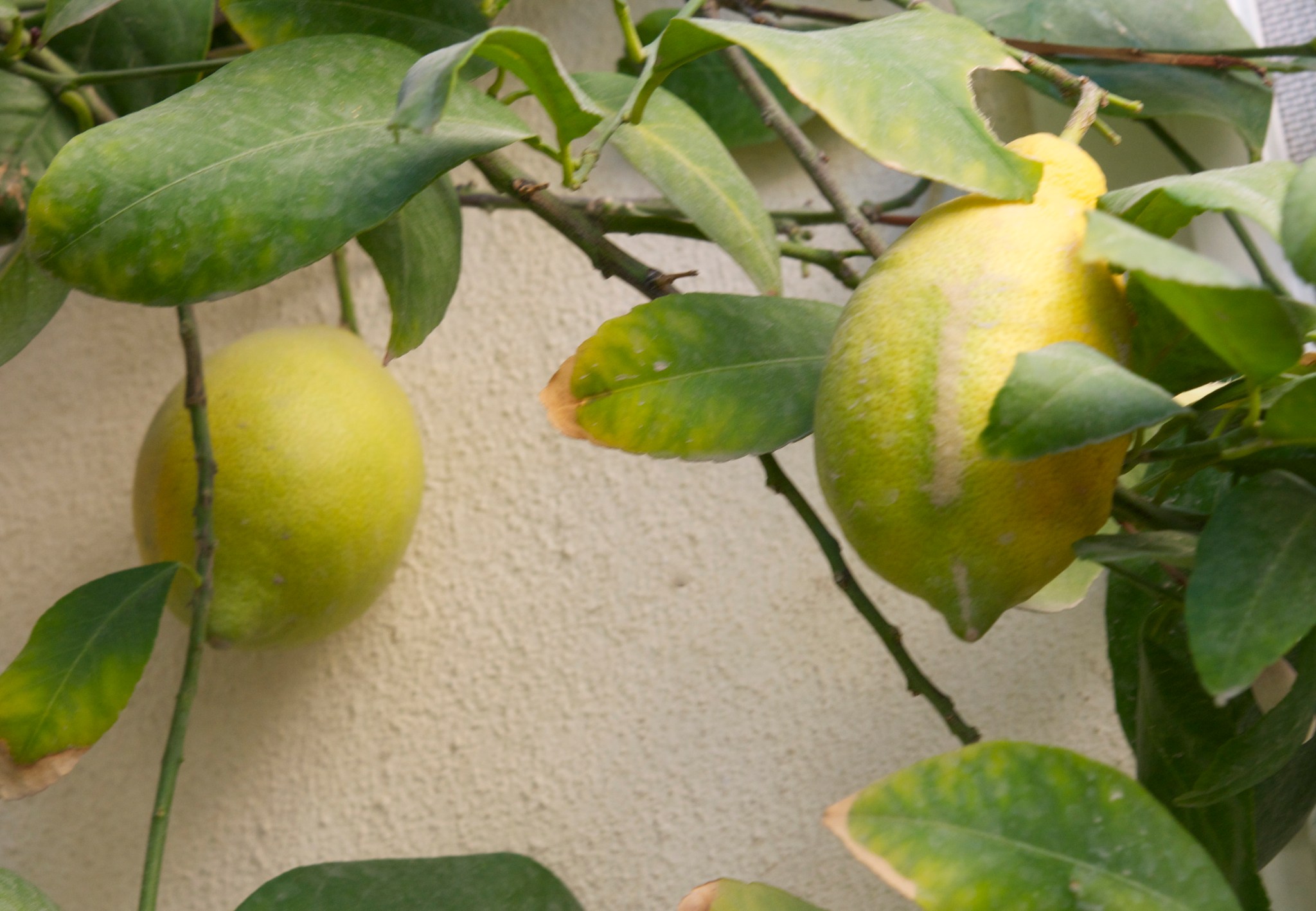 the lemon tree – Food and Tools