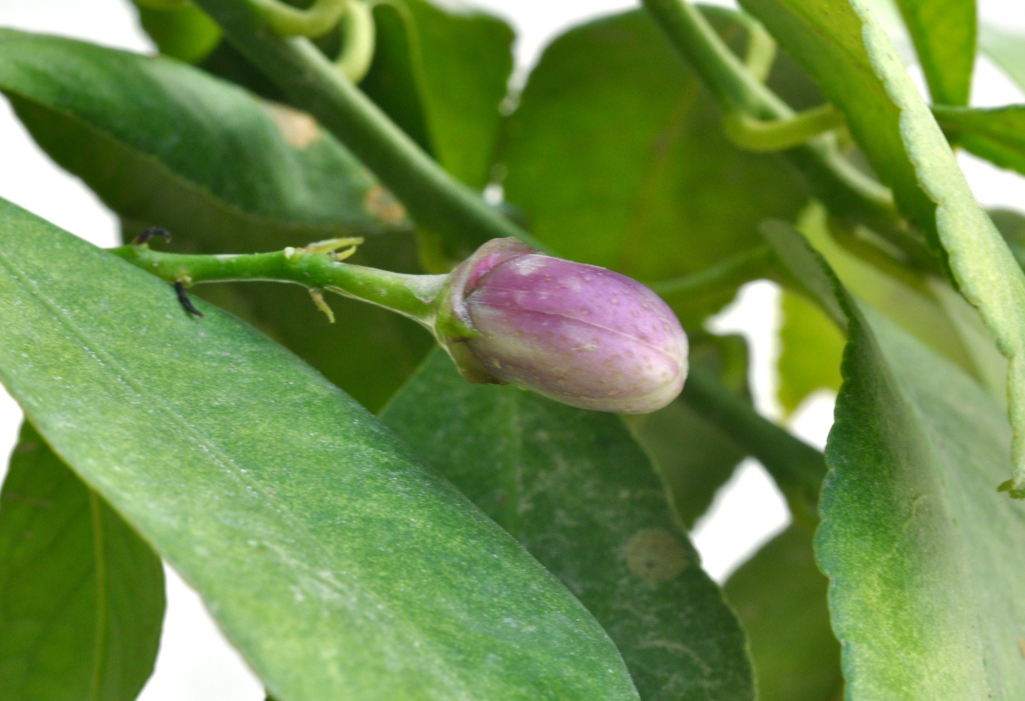 the lemon tree – Food and Tools