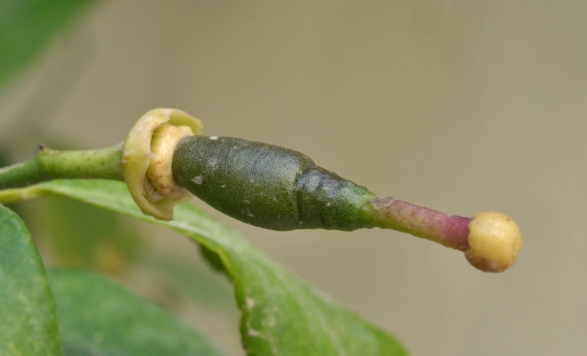 the lemon tree – Food and Tools