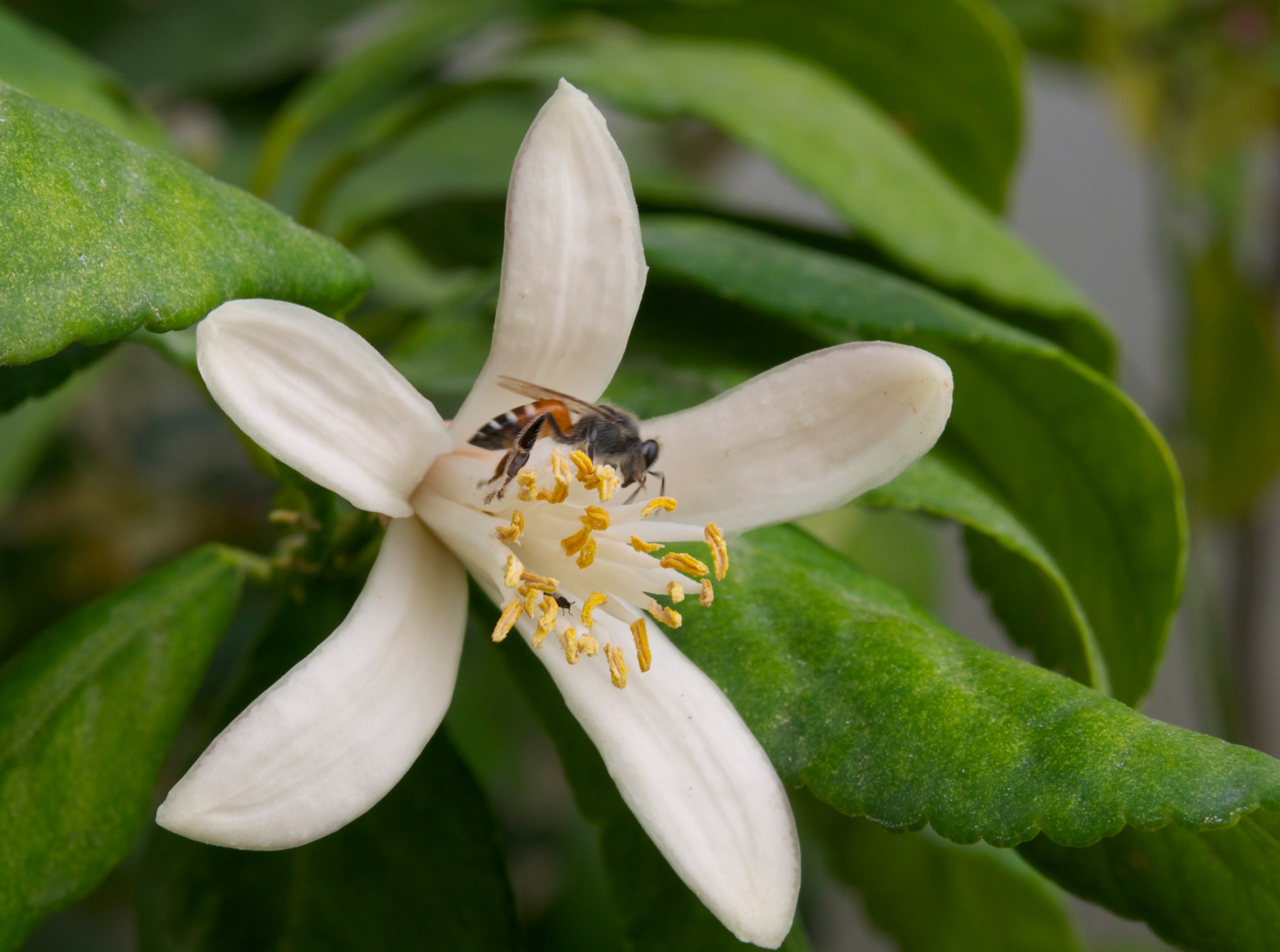 the lemon tree – Food and Tools