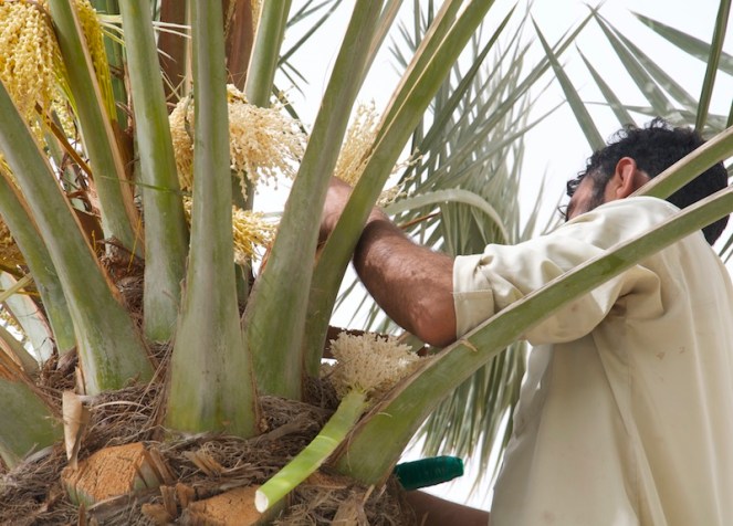 date palm tree – Food and Tools