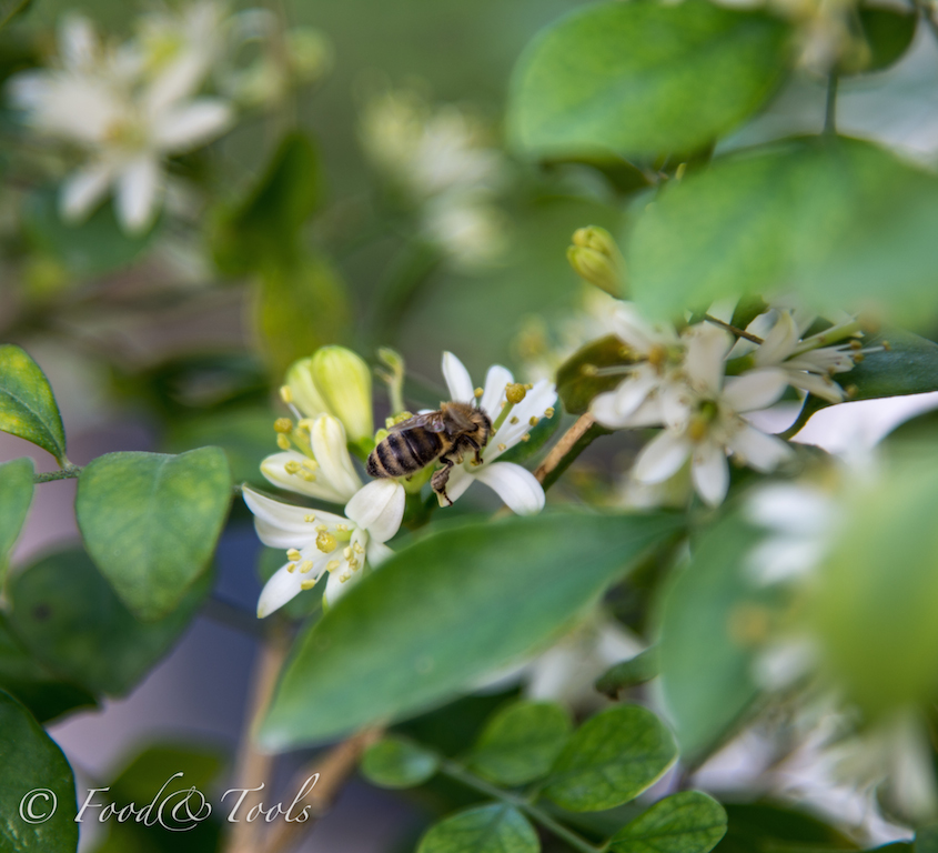 A Hobbyist Beekeeper – Food and Tools