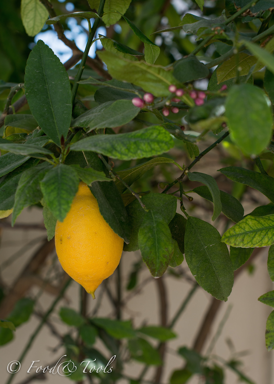 Homemade Lemon Curd – Food and Tools