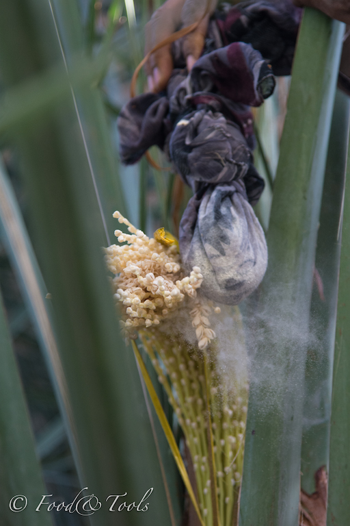 Energy Date Bites and Pollination of the Date Palm – Food and Tools