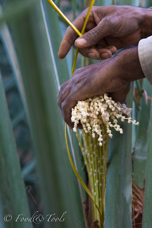 Energy Date Bites and Pollination of the Date Palm – Food and Tools