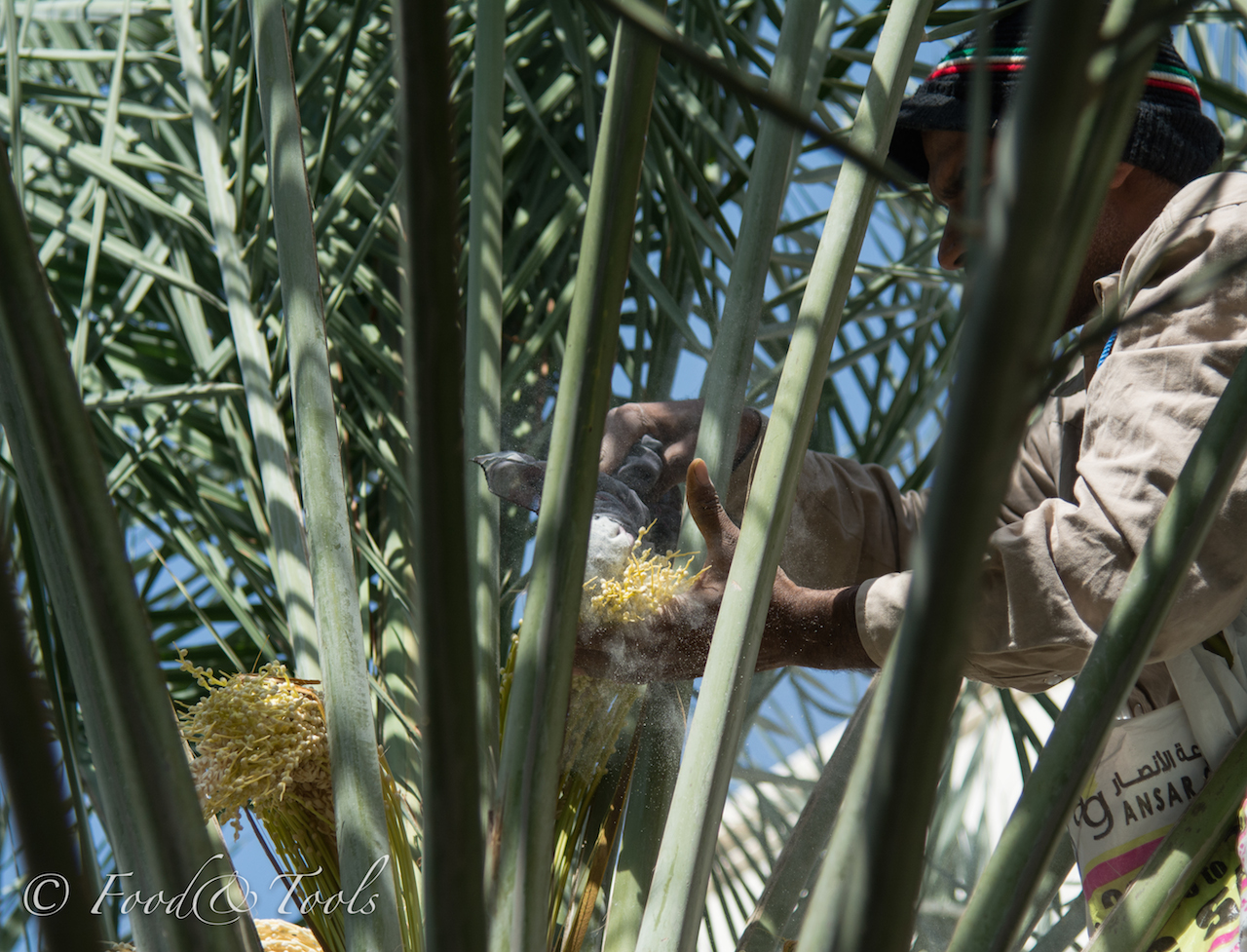 Energy Date Bites and Pollination of the Date Palm – Food and Tools
