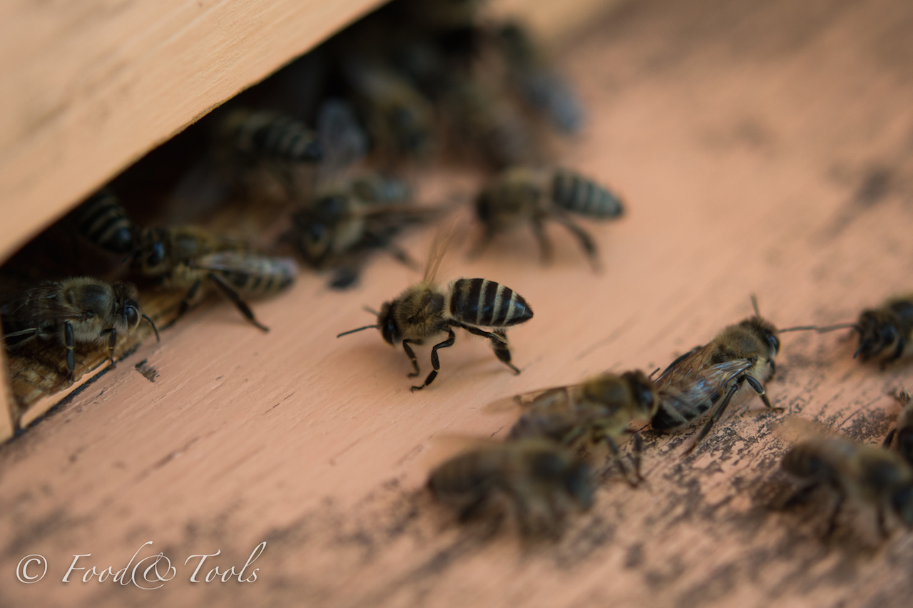 Bees in May and June – Food and Tools